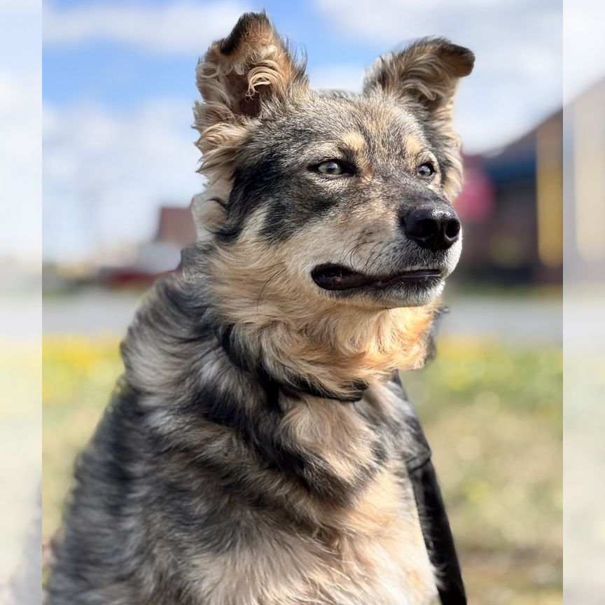 Взрослый пёс в добрые руки