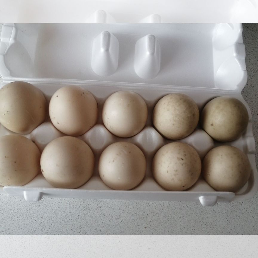 Утиные яйца