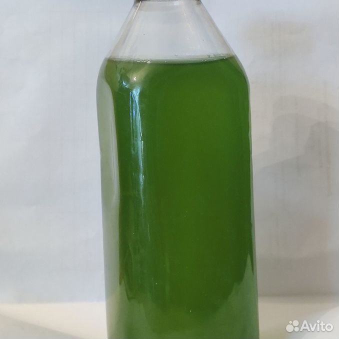 Тетраселмис / Tetraselmis