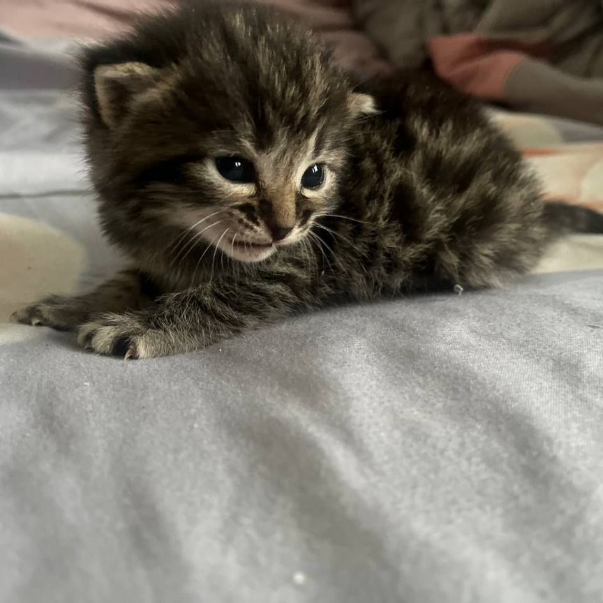 Бенгальские котята