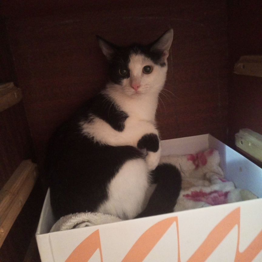 Пристройство кошек