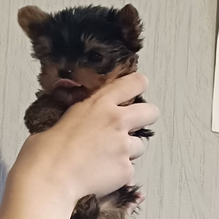 Йоркширский терьер