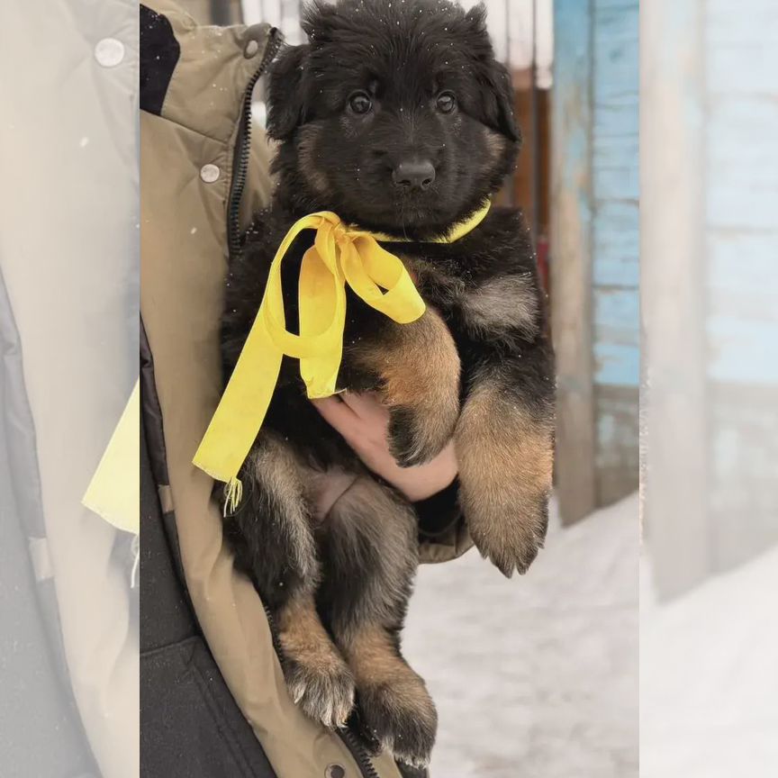 Немецкая овчарка, щенок