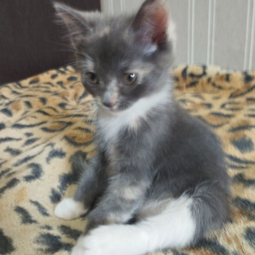 Игривый котёнок, девочка