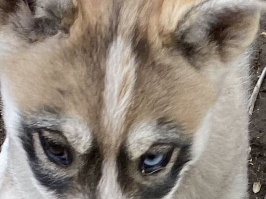 Щенок метис хаски с овчаркой