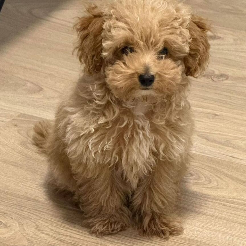 Той-пудель, щенок