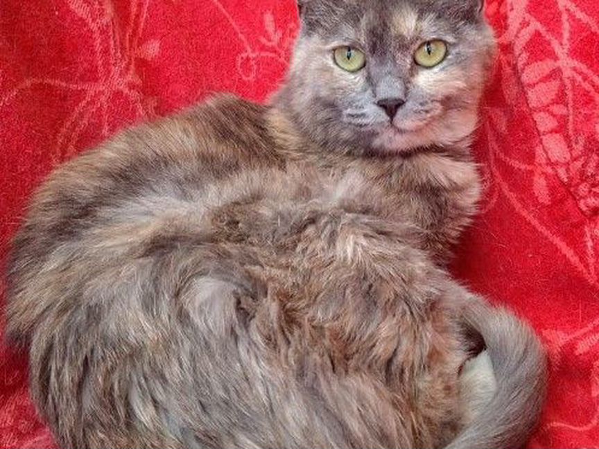 Кошечка из приюта с редким окрасом и нежной душой