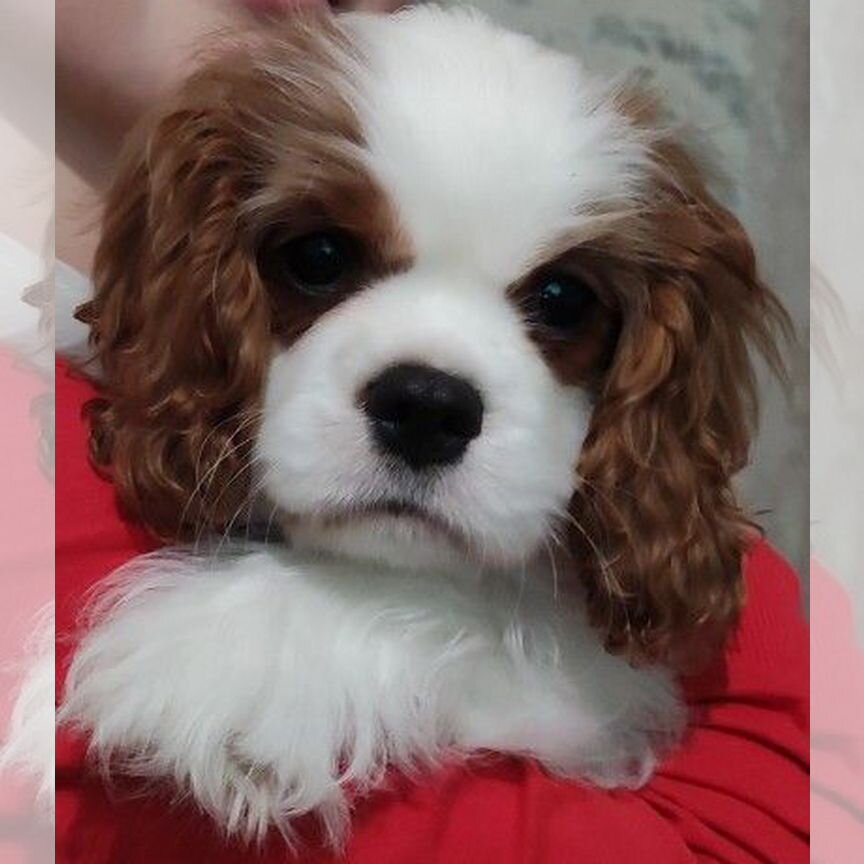 Кавалер кинг-чарльз-спаниель, щенок