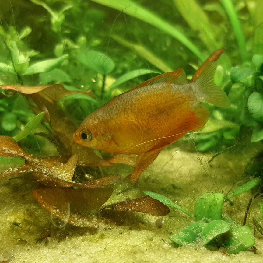 Медовый гурами