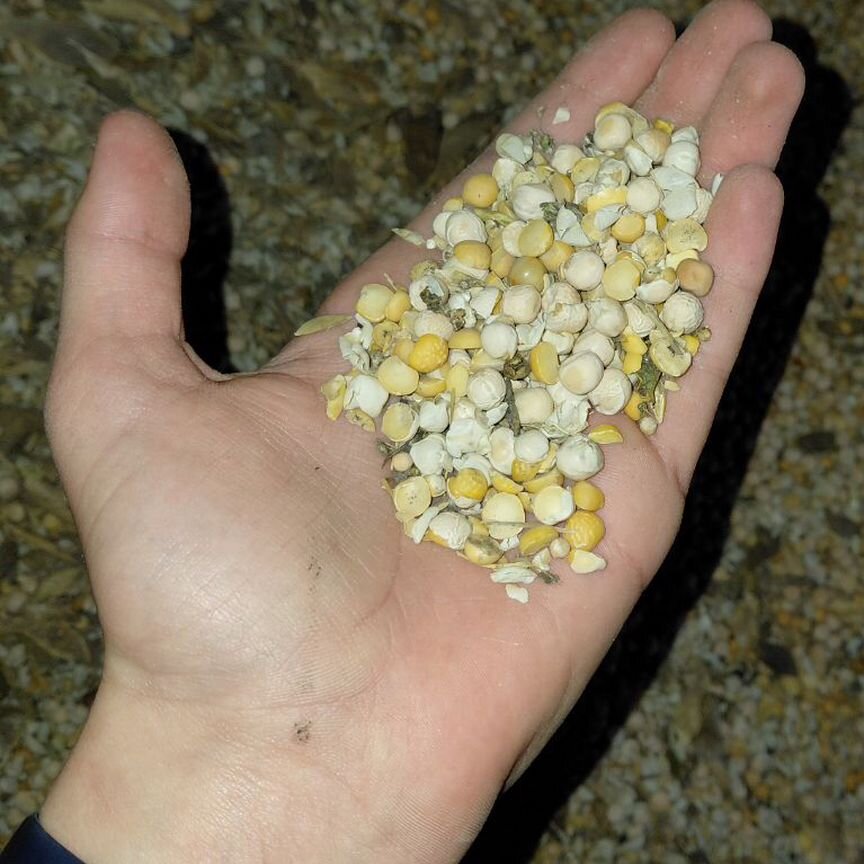 Горох колотый