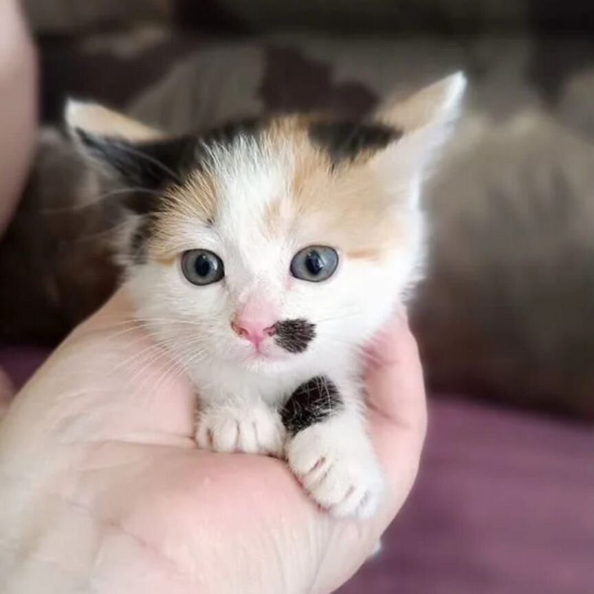Котенка в хорошие руки