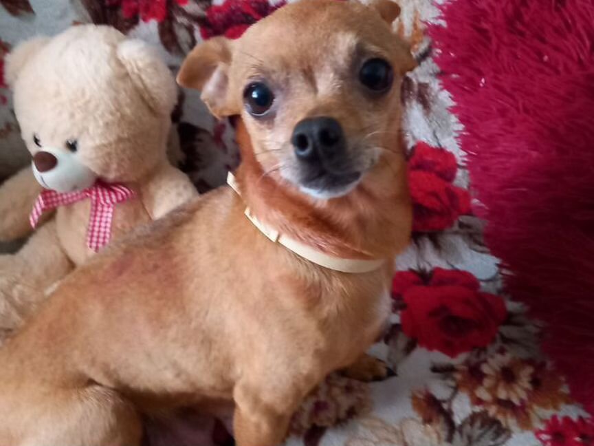 Щенки Пинчера