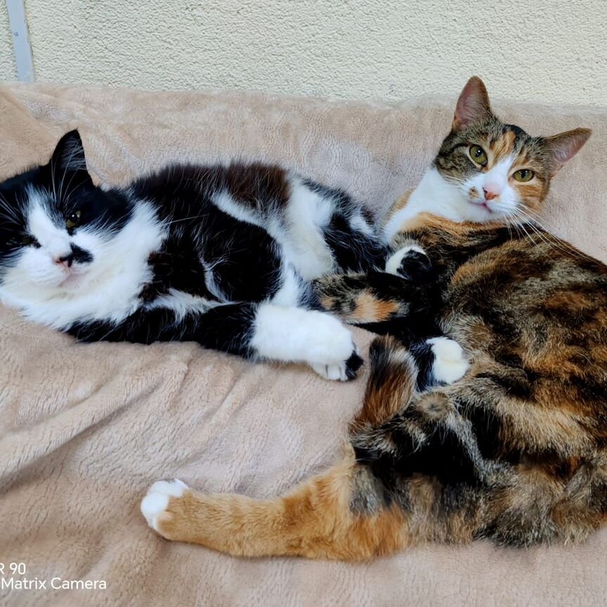 Котики из приюта хотят быть домашними