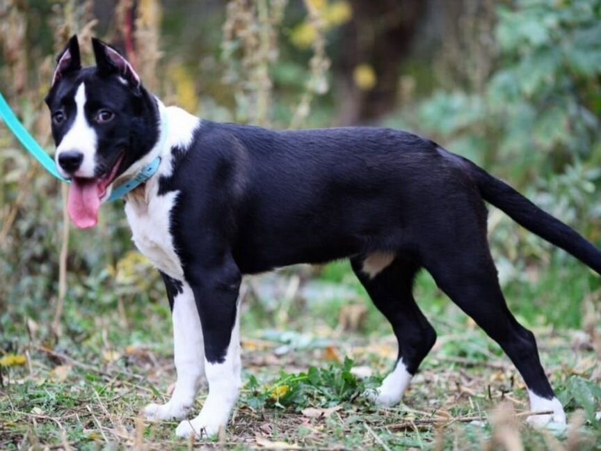 Метис стаффа бесплатно в добрые руки