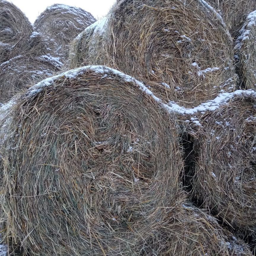 Солома овсяная