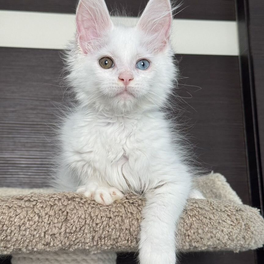 Разноглазый белый мальчик мейн-кун