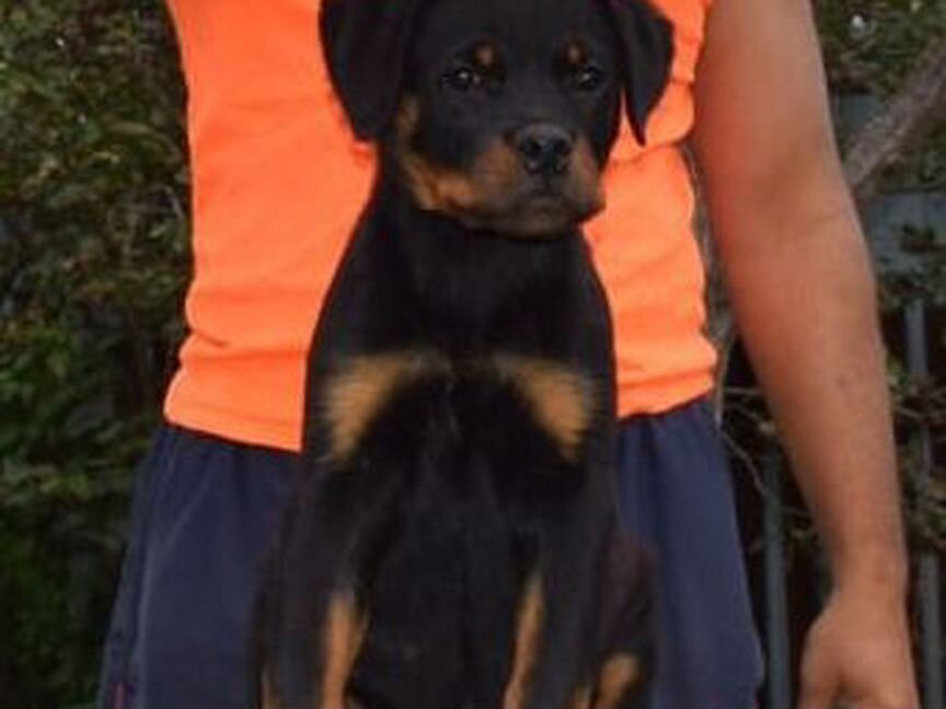 Щенки ротвейлера