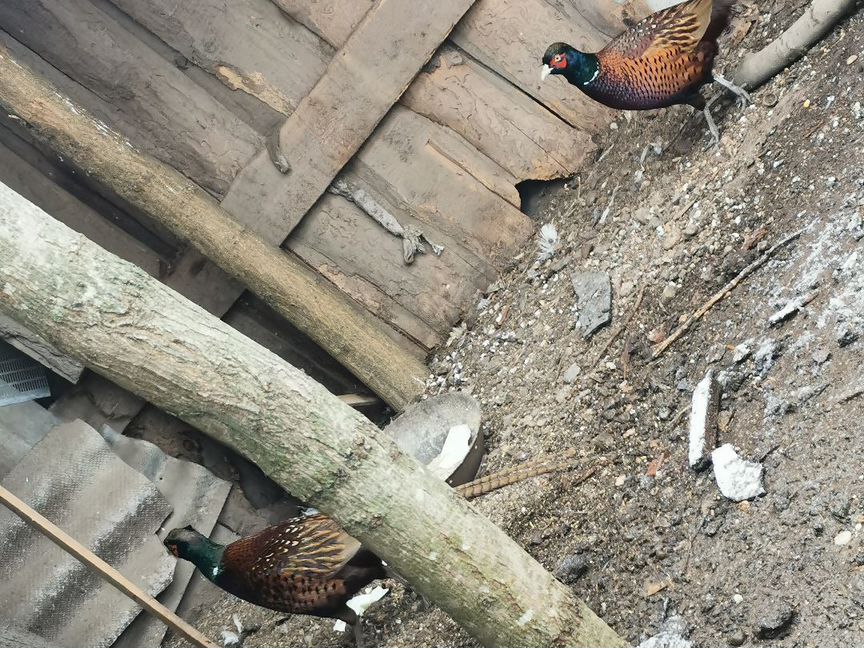 Фазан охотничий