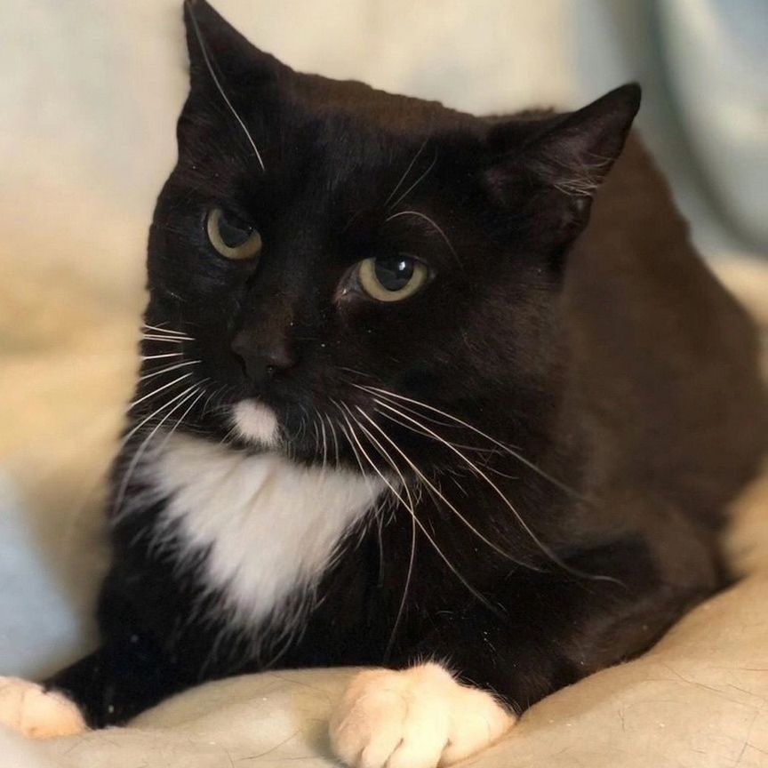 Европейская короткошёрстная, взрослая кошка