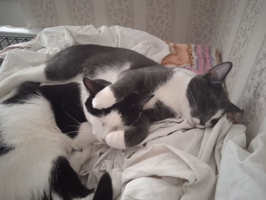 Кошка кот котята