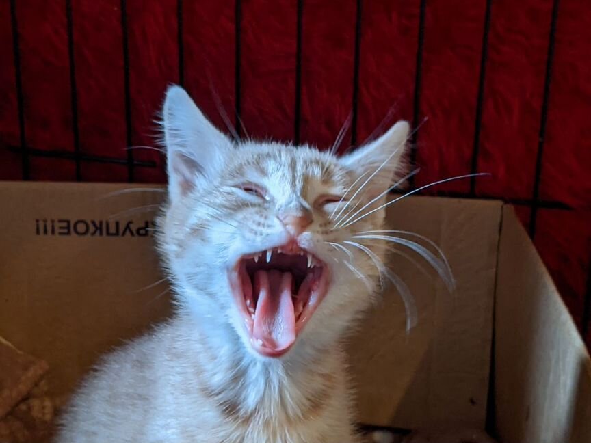 Рыжее маленькое счастье