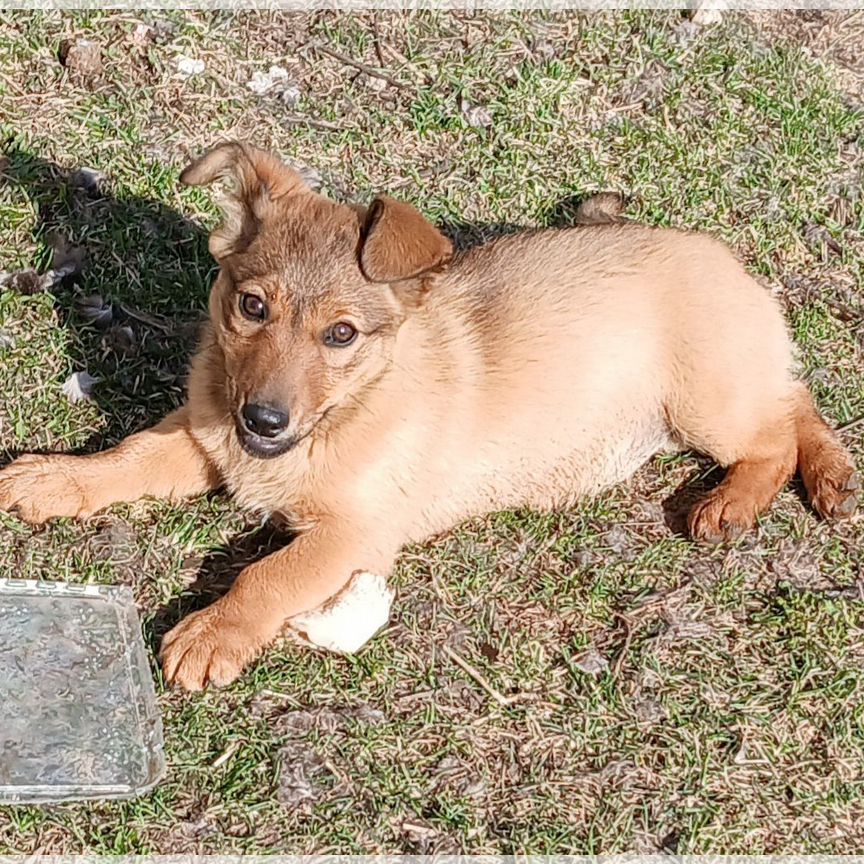 Щенок в добрые руки