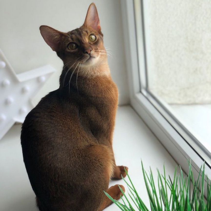 Кот Зевс