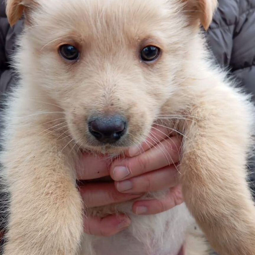 Снежок ищет дом