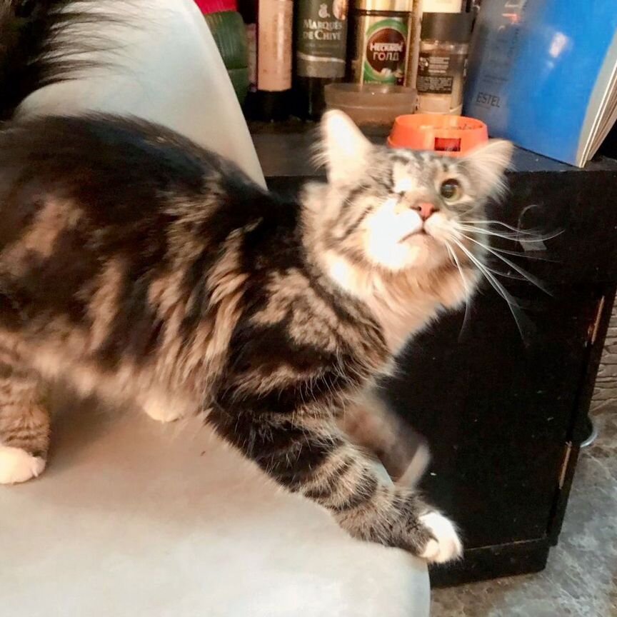 Котик ищет дом