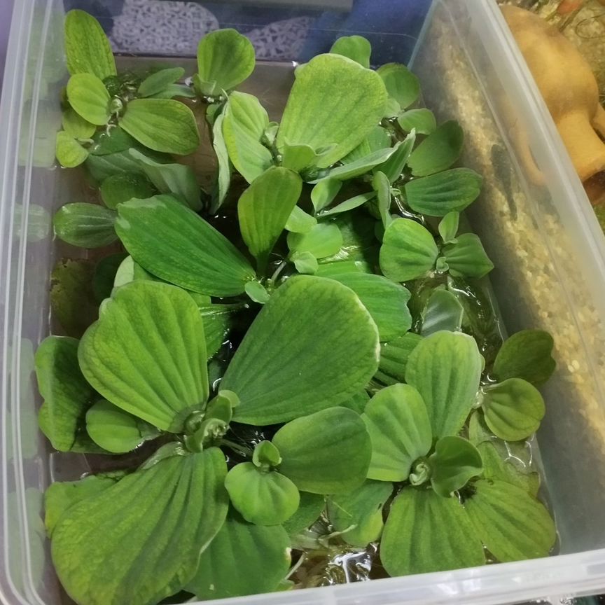 Крупная сочная пистия