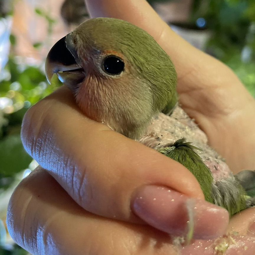 Неразлучники птенцы