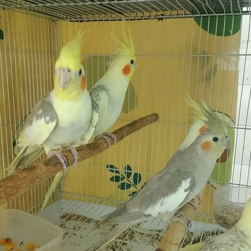 Попугай корелла с клеткой