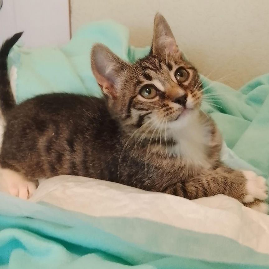 Котята бесплатно