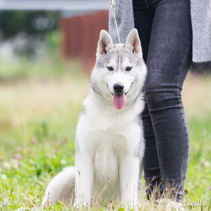 Серо-белый мальчик