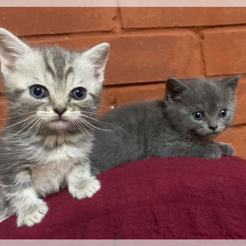 Британский короткошёрстный котёнок