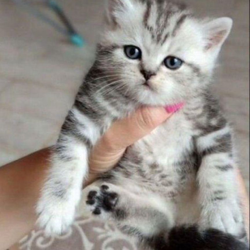 Британские котята