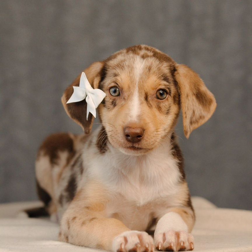 Щенки метисы невероятной красоты в добрые руки