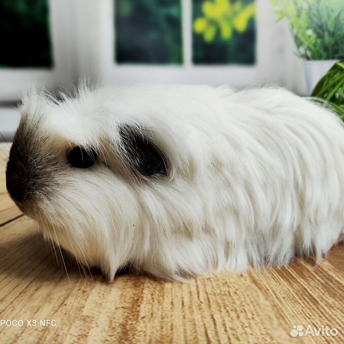 Морские свинки Коронет Калифорния(девочки)