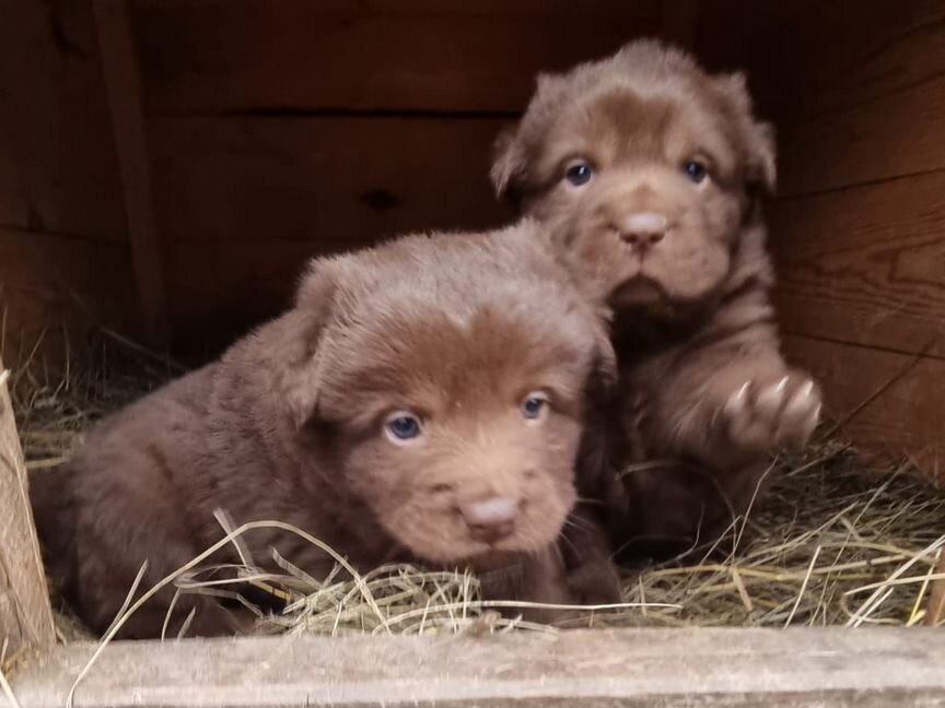 Кутята в добрые руки бесплатно