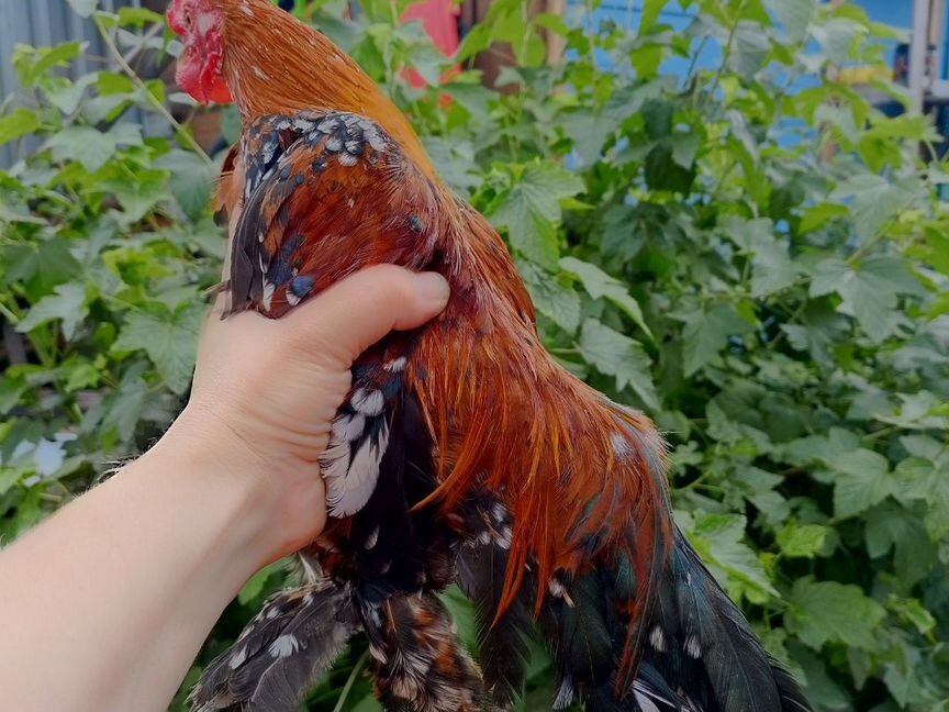 Петух алтайской бентамки