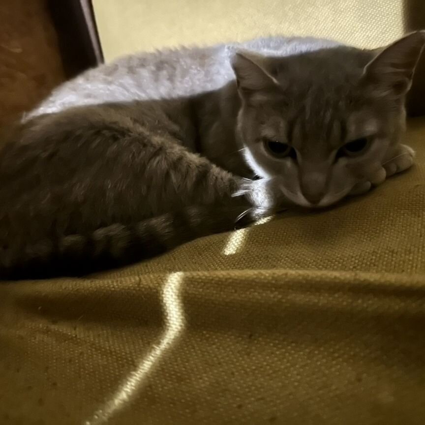 Кошечка в добрые руки