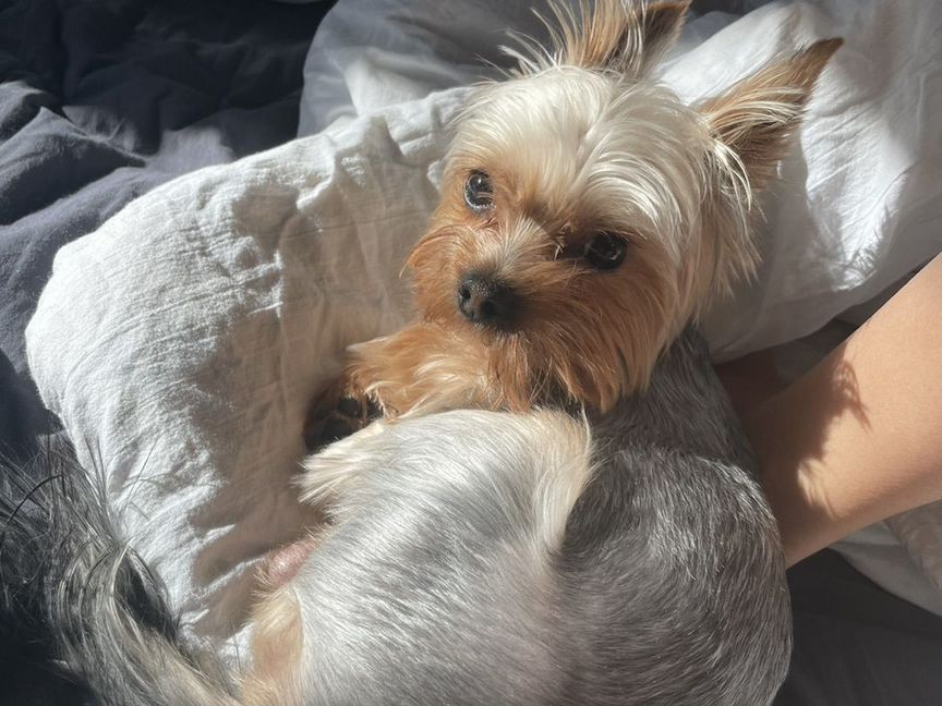 Мини мальчик Йоркширский терьер вязка