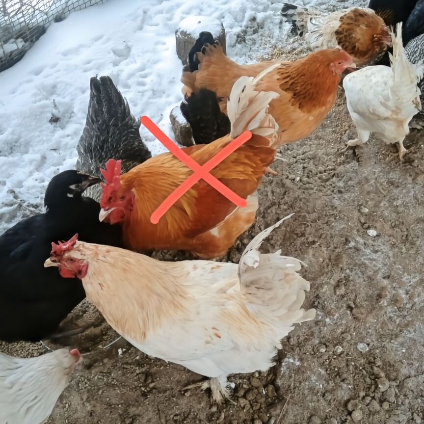 Куры петухи