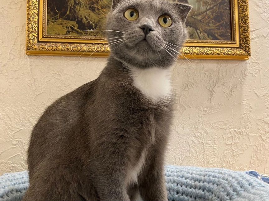 Кошка в добрые руки