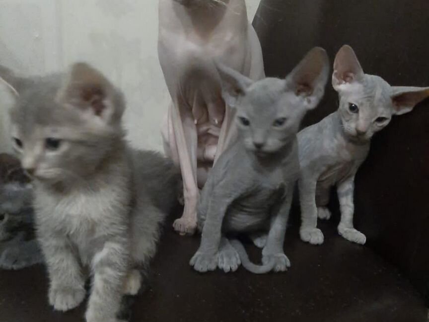 Кошечка