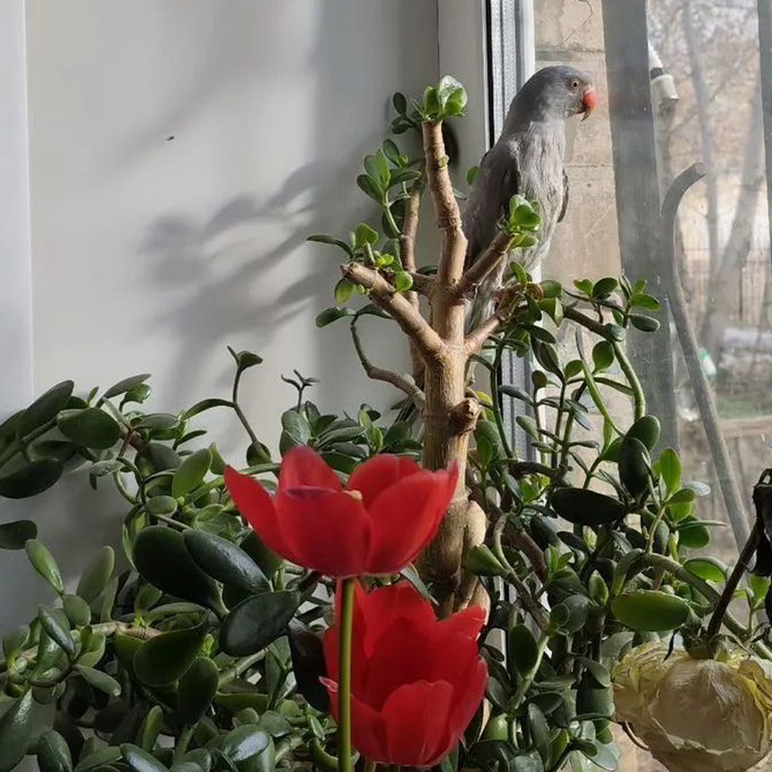 Ожереловый попугай птенец