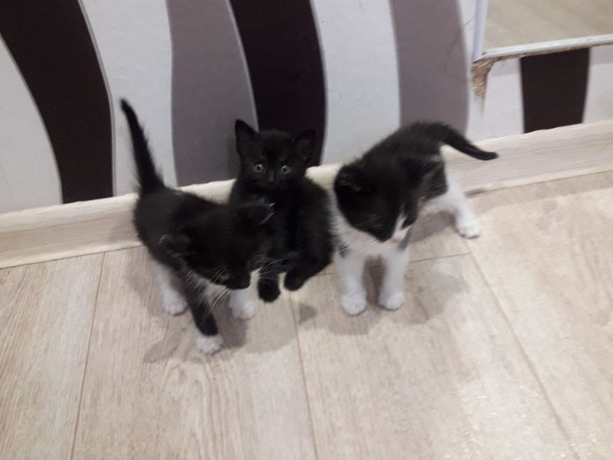 Котята 1-2месяца отдам в добрые руки