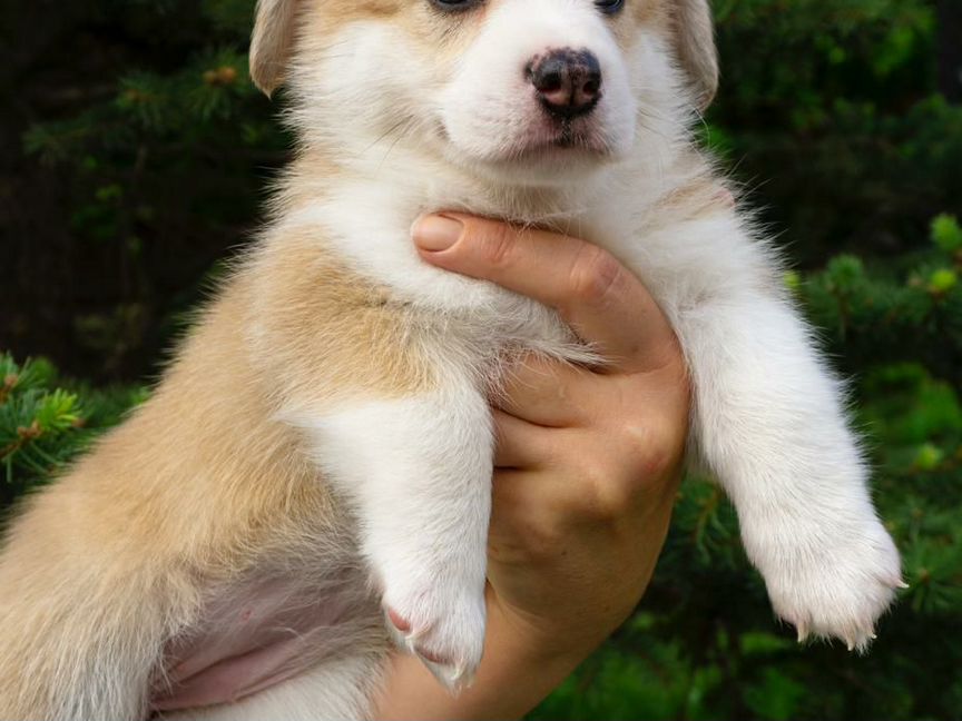 Вельш- корги пемброк