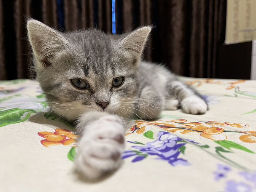 Британские котята