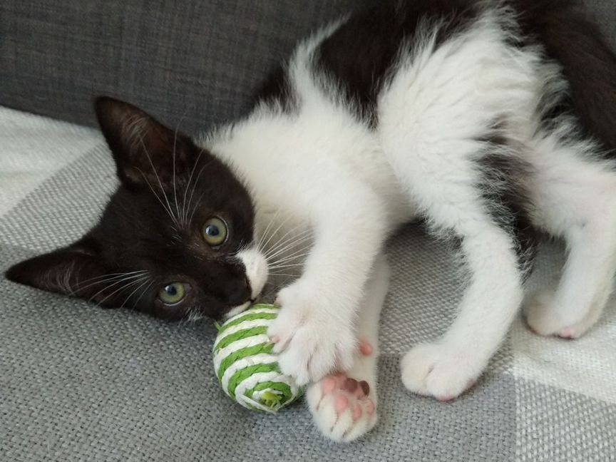 Котята